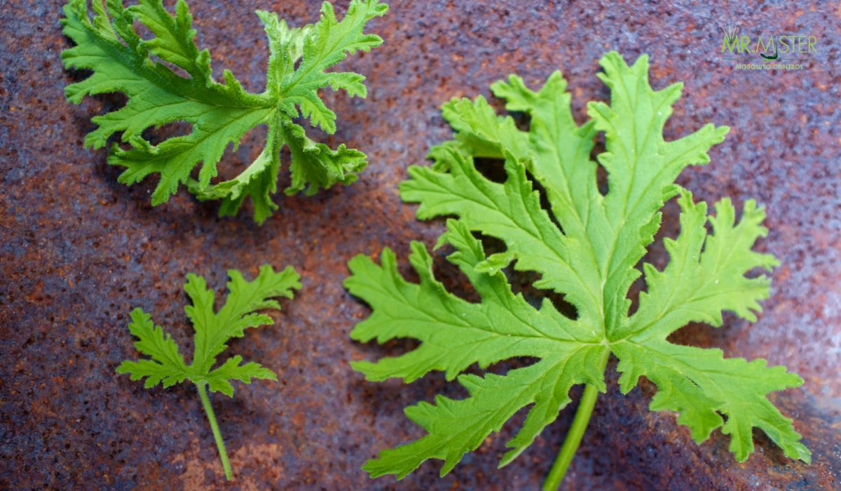 Natural or Synthetic Repellents? - Mr. Mister Mosquito Control