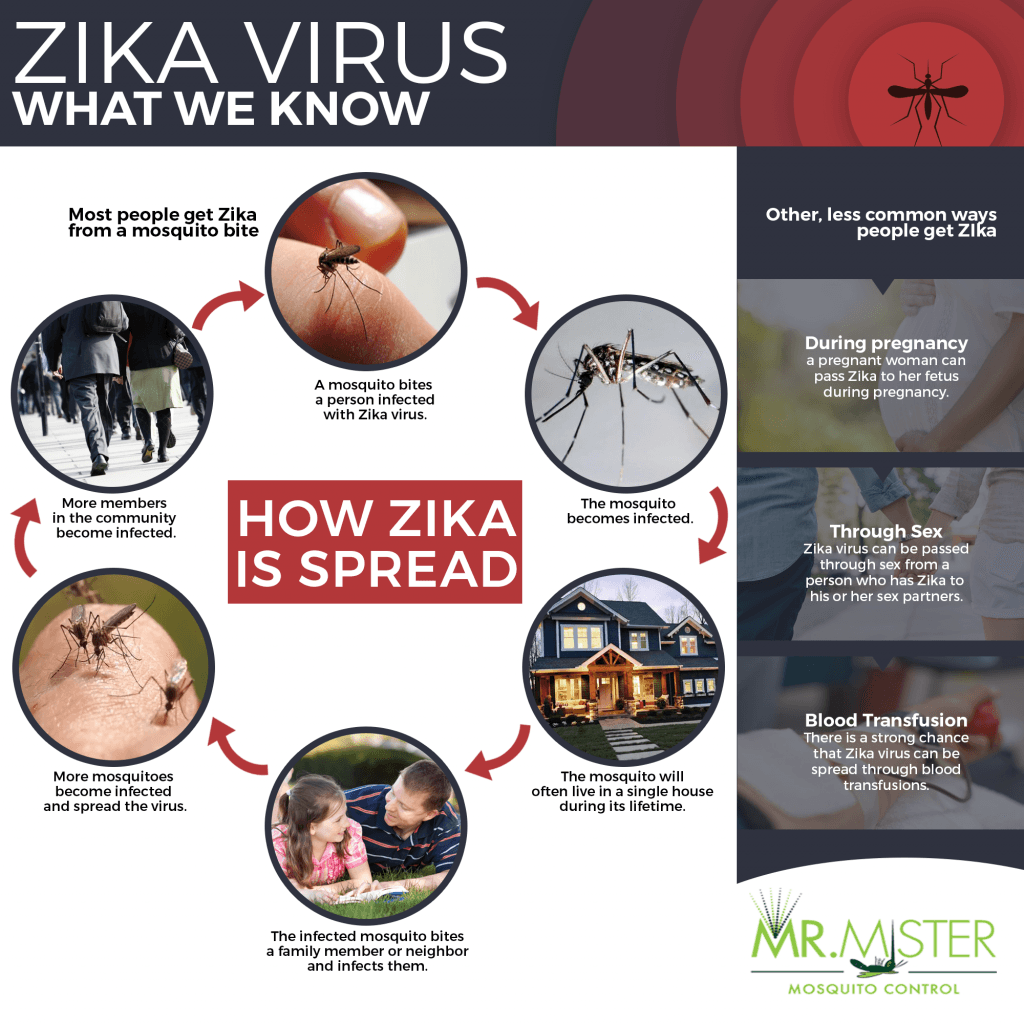 Zika Virus: What We Know | Mr. Mister Mosquito ControlMr. Mister ...
