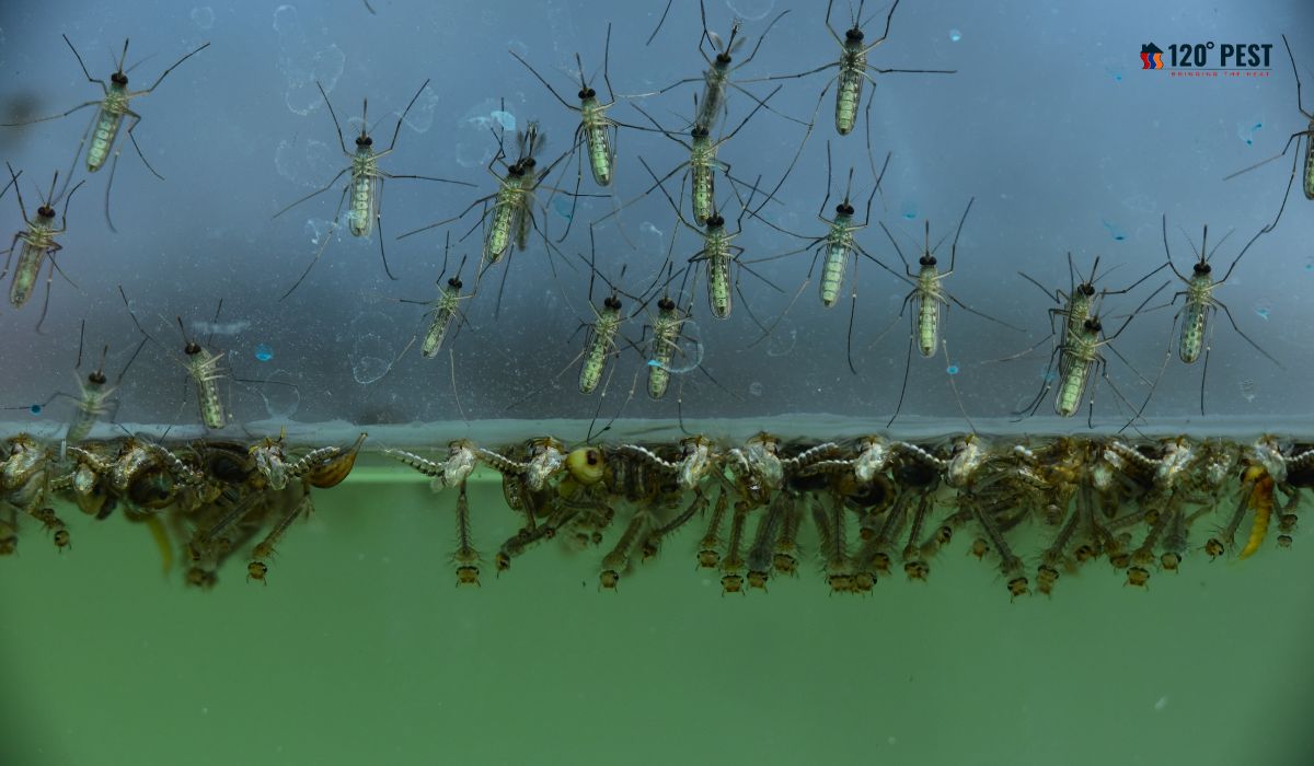 Swimming Pool Mosquito Control: Natural Methods for a Pest-Free