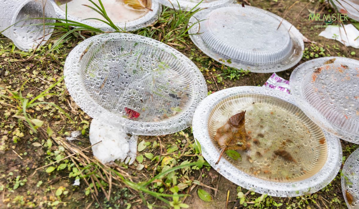 Learn About Mosquito Breeding Grounds - Mr. Mister Mosquito Control