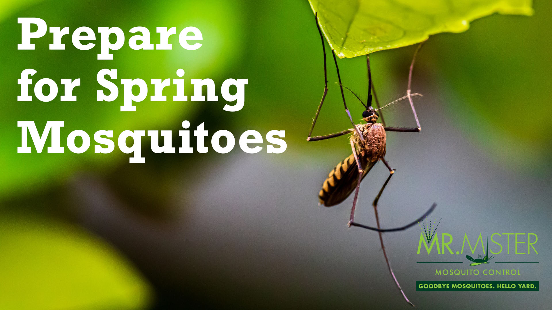 Prepare for Spring Mosquitoes | Mr. Mister Mosquito Control
