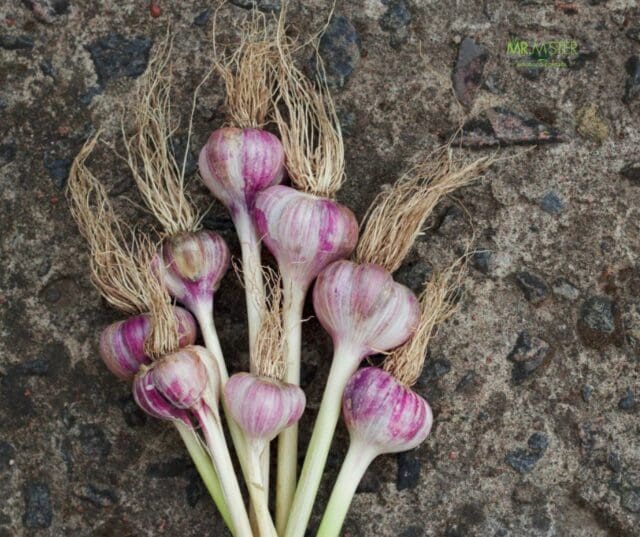 Harnessing the Power of Garlic: Natural Repellent for Mosquitoes - Mr ...